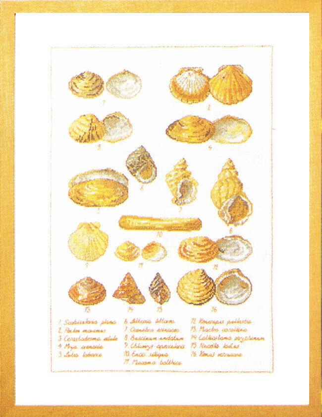 Buy Embroidery Kit Seashells 16.14x22.05in Cheap Here Today